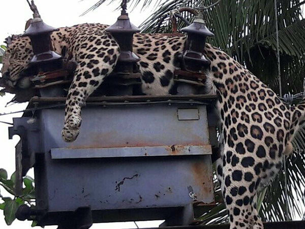 તસવીરોમાં જુઓ જ્યારે શિકારી ખુદ શિકાર થઇ ગયો | Dipdo Died Due to ...