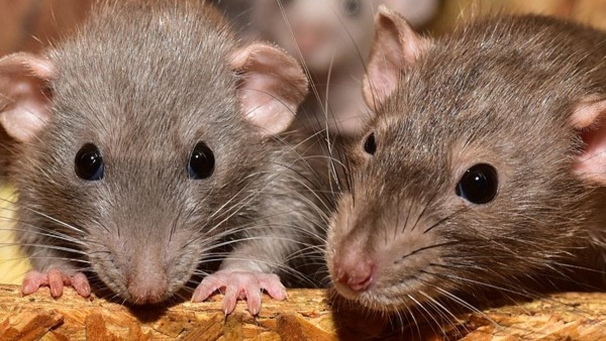 DRDO તૈયાર કરી રહ્યું છે જાસૂસી ઉંંદર, જાણો ભારત માટે કેટલા મહત્વના ...