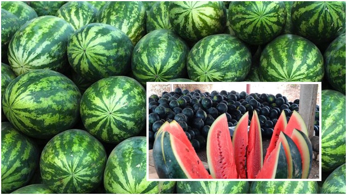 કાપ્યા વગર ઓળખી શકશો લાલ મીઠું તરબૂચ, જાણી લો આ ત્રણ રીત | know three ...