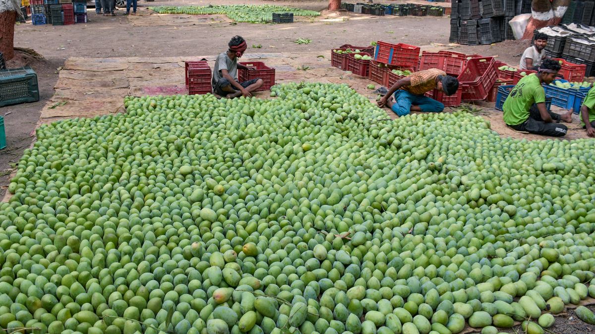 National Mango Day : સૌથી પહેલા ક્યાં થઈ હતી કેરીની ખેતી? જાણો કેવી ...